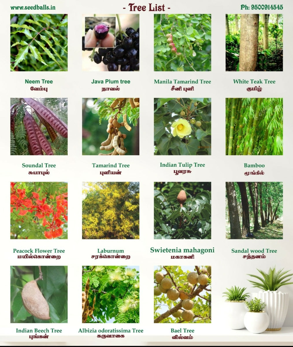 Pack of 6 Tree Seed Balls with Eco-Friendly Kraft Box – Sustainable Pl ...